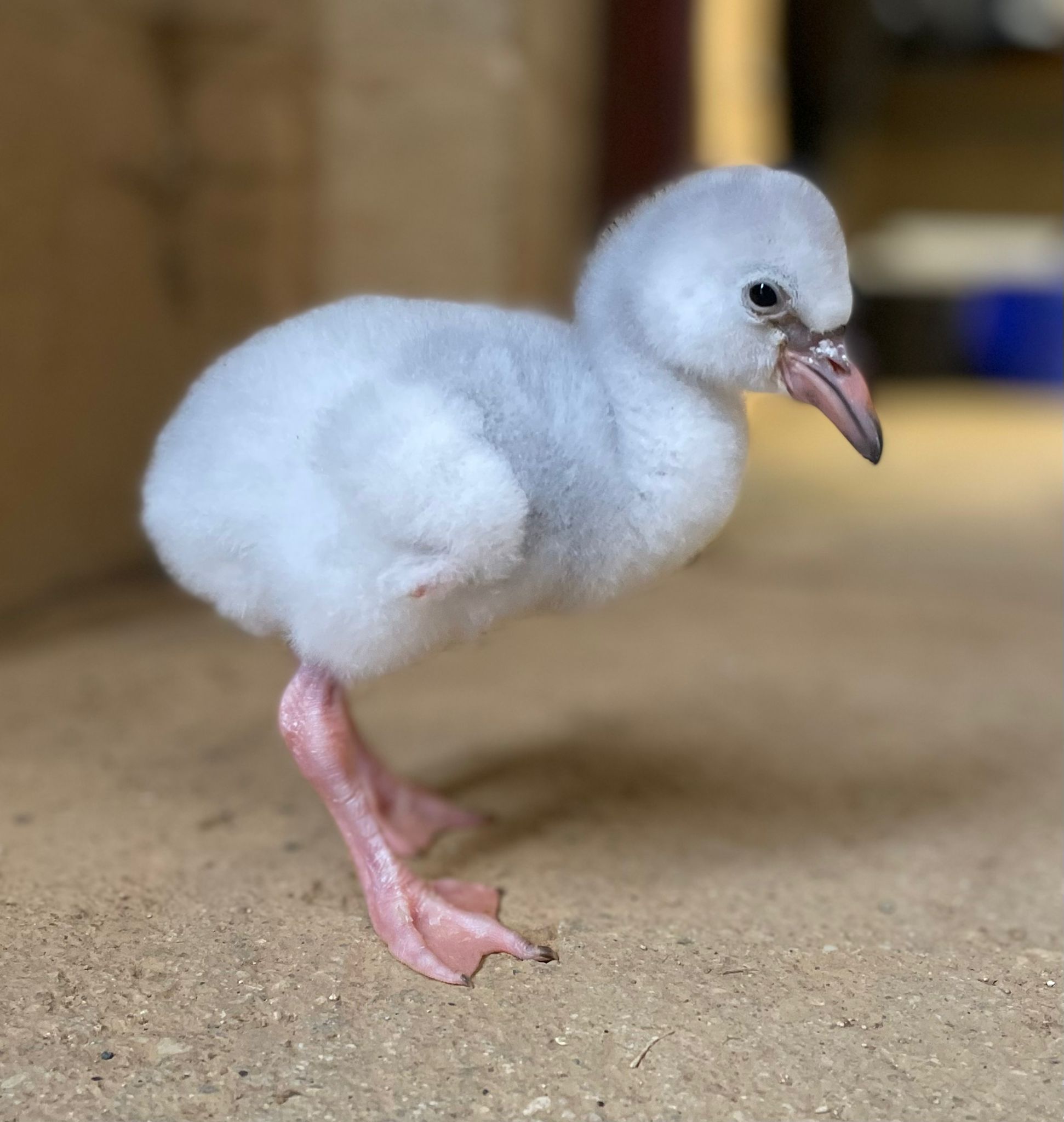 Vulturine Guinea Fowl - Backyard Poultry
